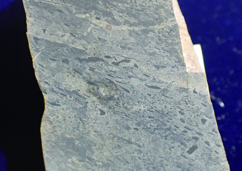 自然情報 | 島根県立三瓶自然館サヒメル